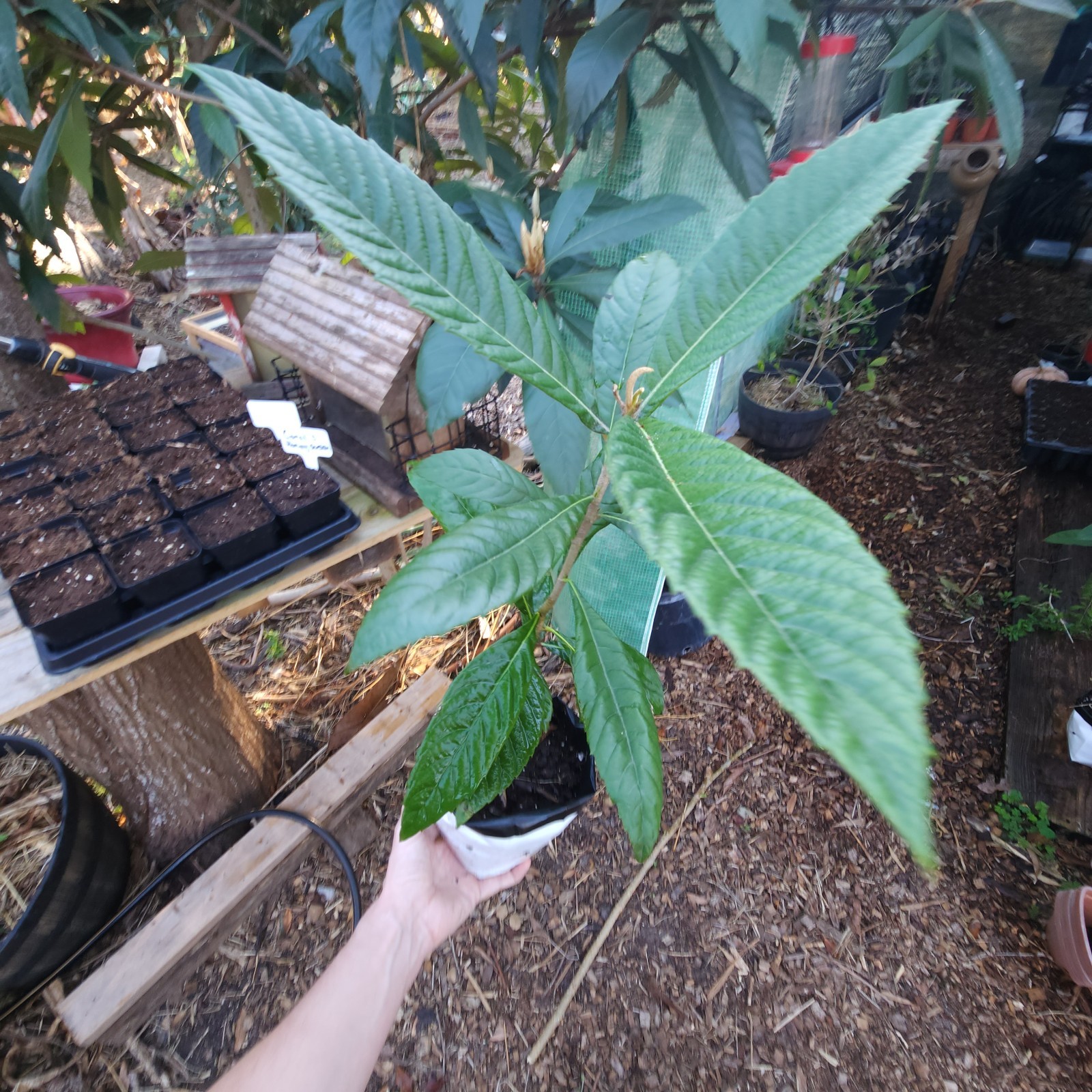 Nice Japanese Loquat Fruit Tree Live Plant 2 Foot+ | eBay