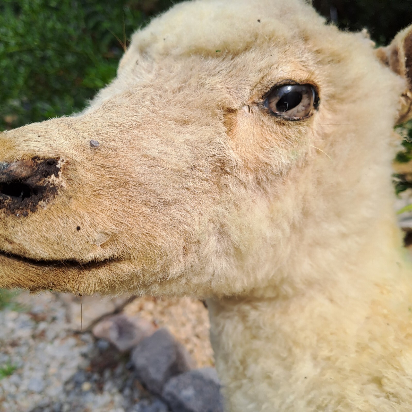 Taxidermy, adult sheep. full body mount, mouton adulte entier | eBay