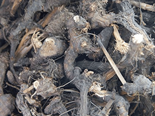 Cyperus Scarios, Cypriol, Cyperaceae Nagarmotha Root PURE FREE SHIP | eBay