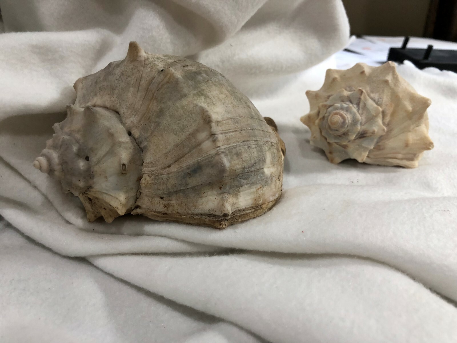 Lot of 2 Real Welk Shells, Conch Sea Shells - Decor from Nature, Each 6 ...