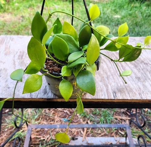Hoya australis keysii Plant in 6" Pot 13" Long 14" Wide | eBay