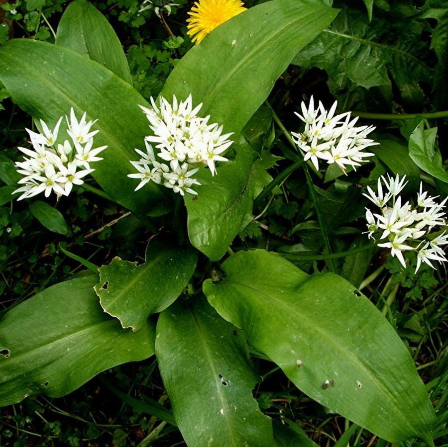 Wild Garlic Edible