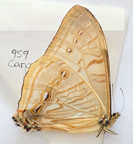 959 Nymphalidae | eBay