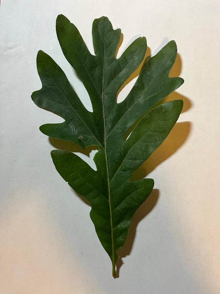 10 - BURR OAK TREE Acorns - XXL - 2025 no caps - Float tested + 5 white ...