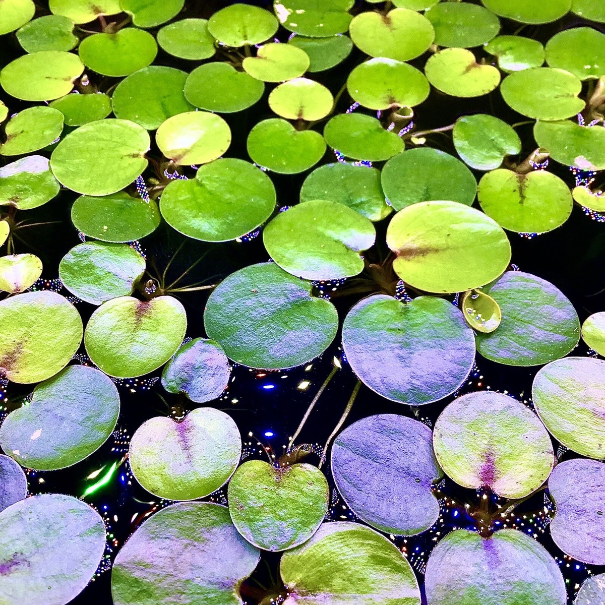 Frogbit For Sale Limnobium Laevigatum | Smooth Frogbit | UK Grown