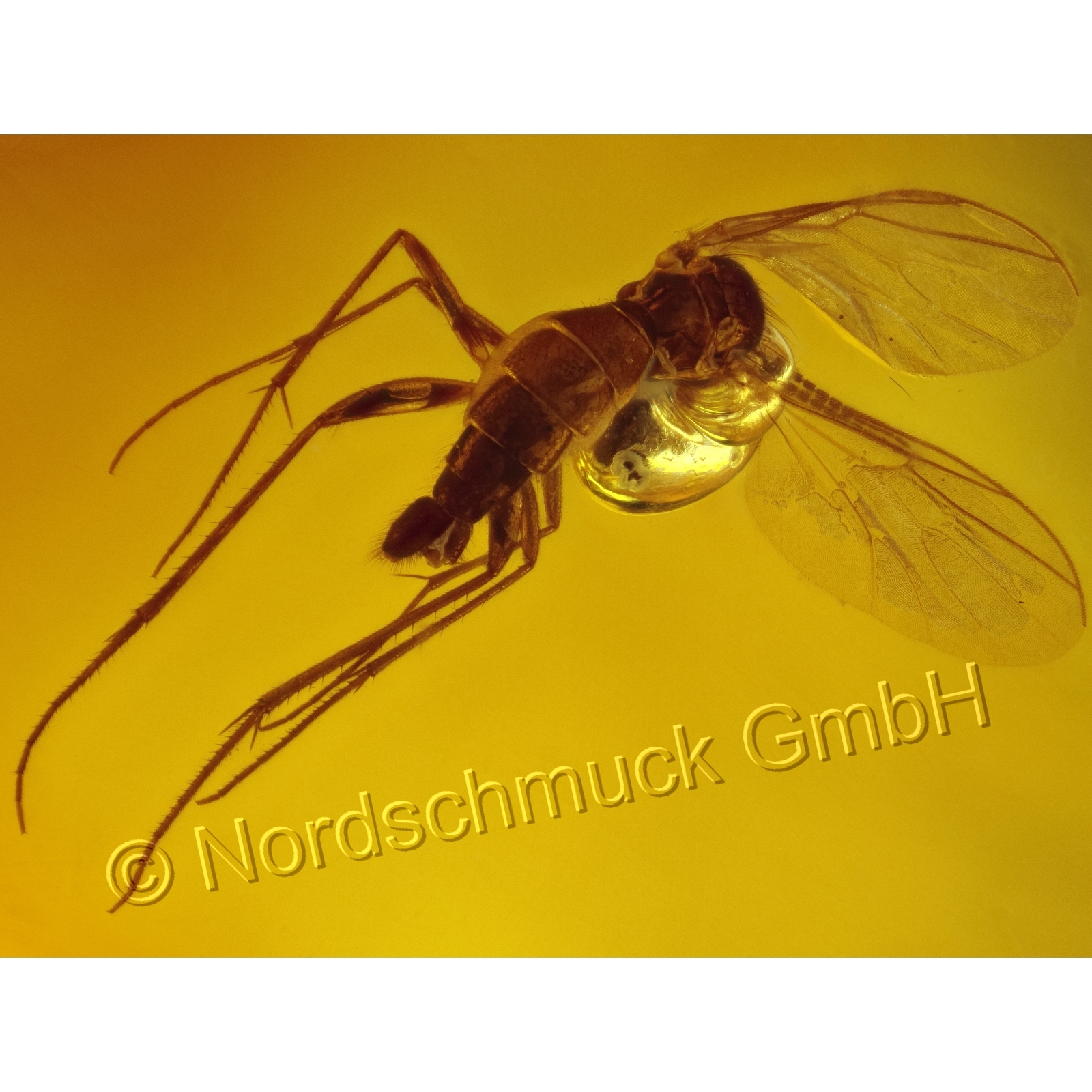 Bernstein Inkluse Inklusen Einschluss Insekt Kopulierende Pilzmücken ...