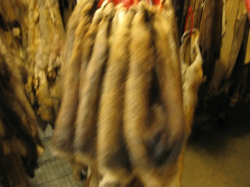 Tanned Muskrat Hide Cased # 1 Grade Ohio Fur Id Tag Red Muskrat | eBay