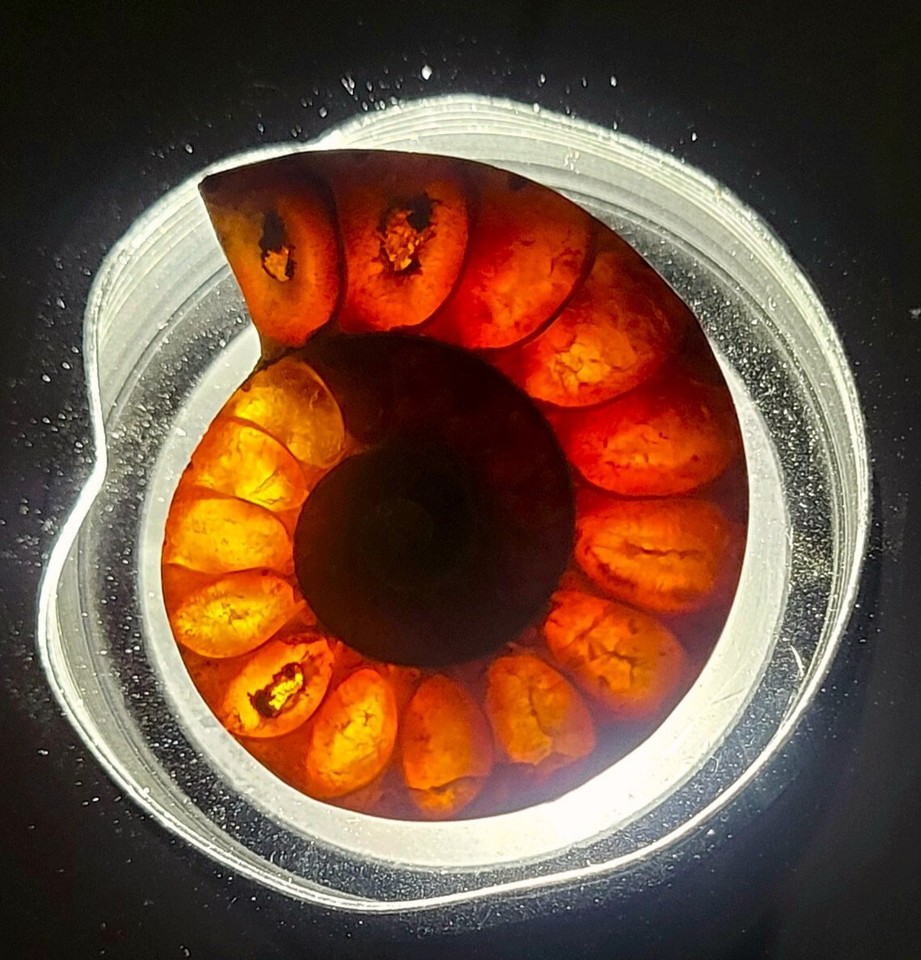 32mm Half Ammonite Spiral Fossil Shell Natural Fossilized Ammolite ...