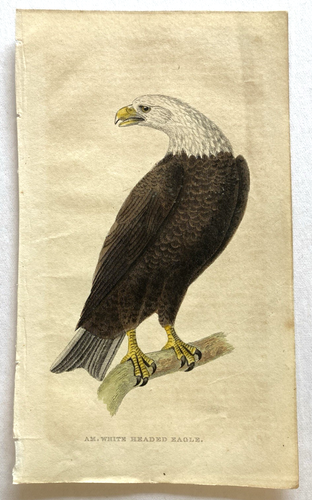 1828 Antique Hand Colored Bird Lithograph American Bald Eagle Bigland's ...