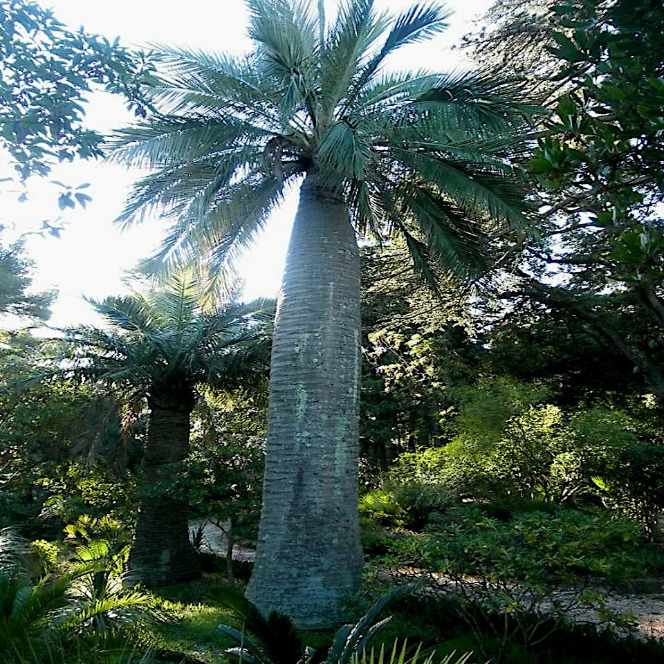Chilean Wine Palm Tree Seeds (Jubaea chilensis) Largest Palm in World ...