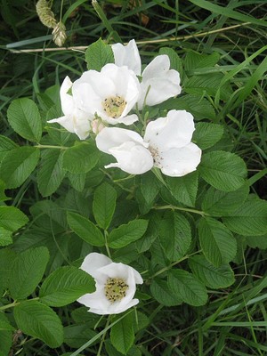 ROSA RUGOSA ALBA- White fragrant rose. great for hedges 25 plus seeds ...