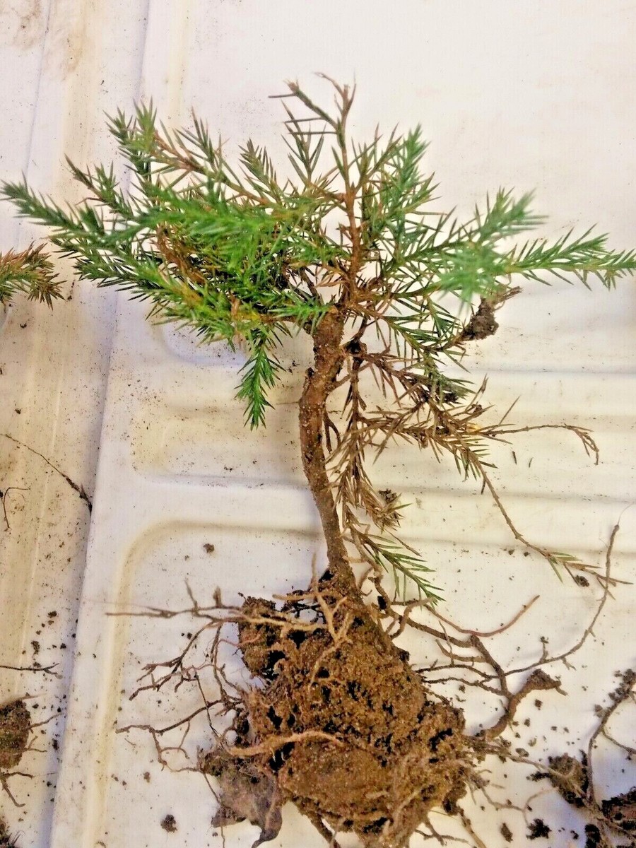 Red Cedar Tree Seedlings