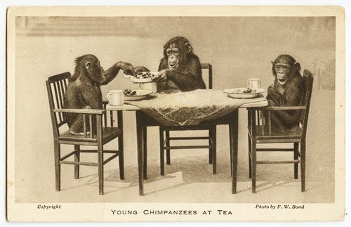 1929 British HIGH TEA for APES Chimpanzees Chimps monkeys photo ...