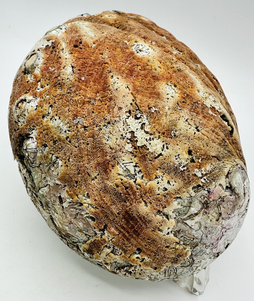 MASSIVE 8.75” Vintage Trophy Red Abalone Shell Haliotis Rufescent With ...