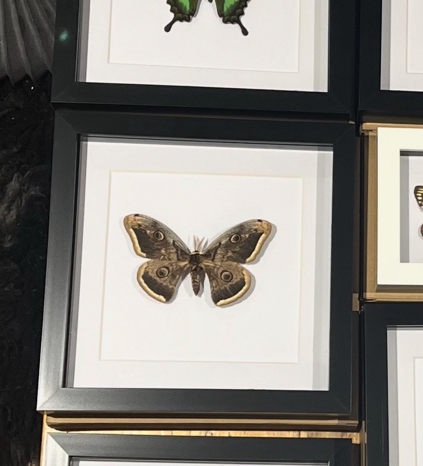 Giant Peacock Moth Taxidermy Framed Specimen Entomology Display | eBay UK