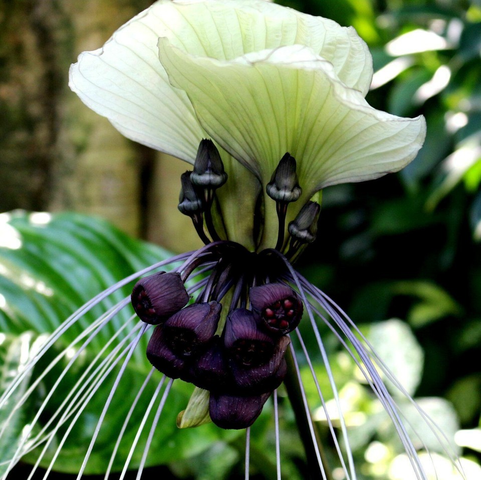 10 White Bat Orchid Flower Seeds (Tacca Integrifolia) Exotic Tropical ...