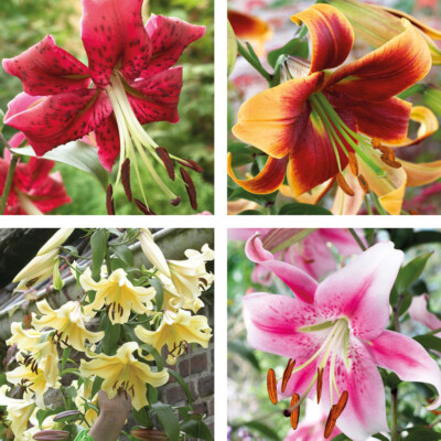 T&M Towering Tree Lily Collection 4 Varieties Flower Plants 5 Pack ...