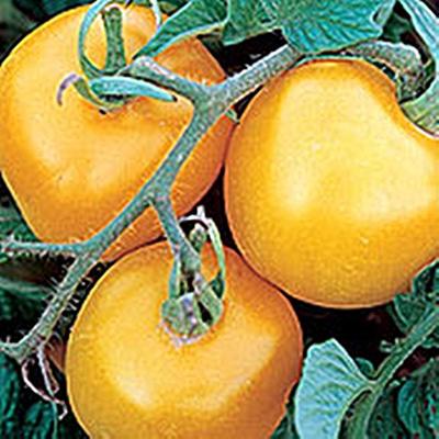 Yellow Perfection Heirloom Tomato Seed | eBay
