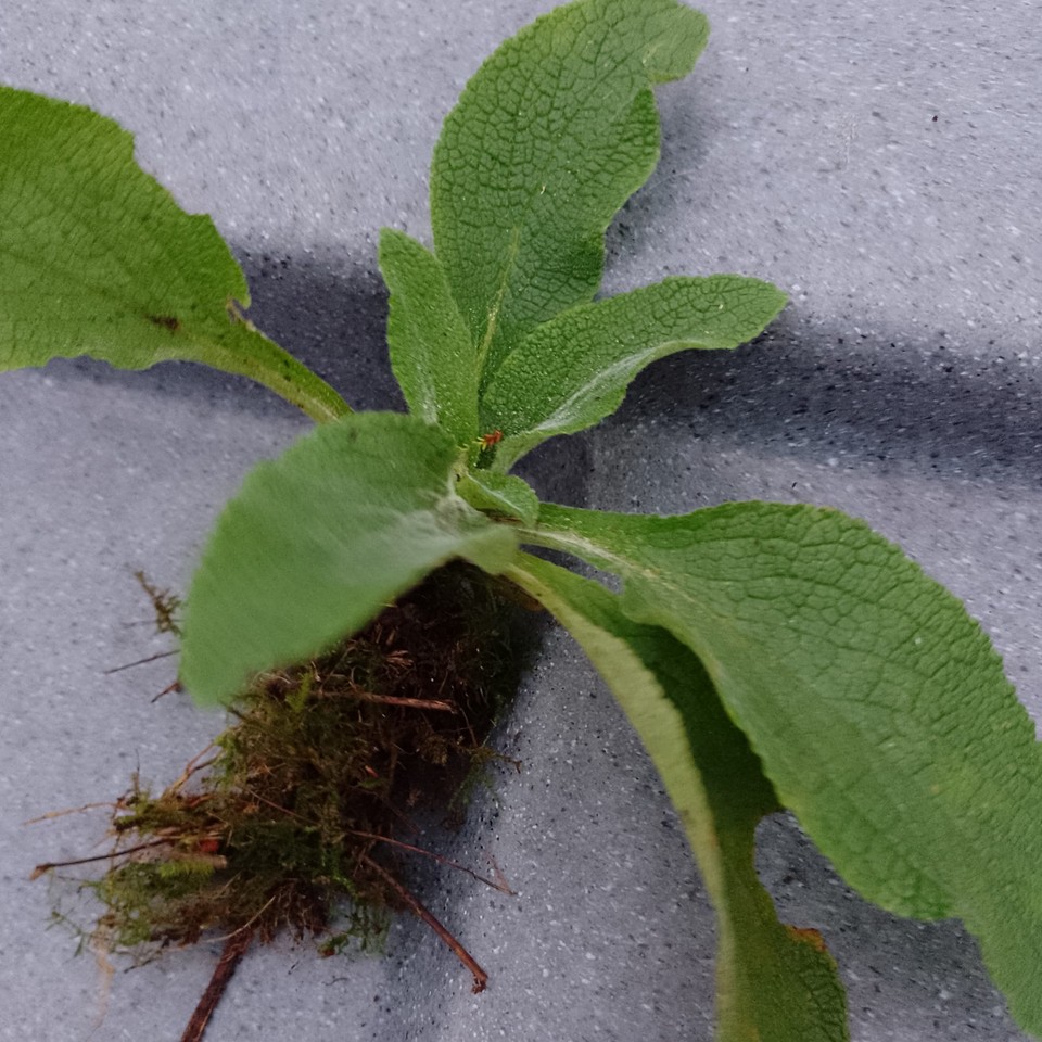 3 X Digitalis Purpurea Native Purple Foxglove Wild Flower Bare Root ...