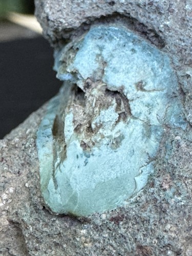 Green Hampton Butte Petrified Fossil – Cross-Section w/Rings ...
