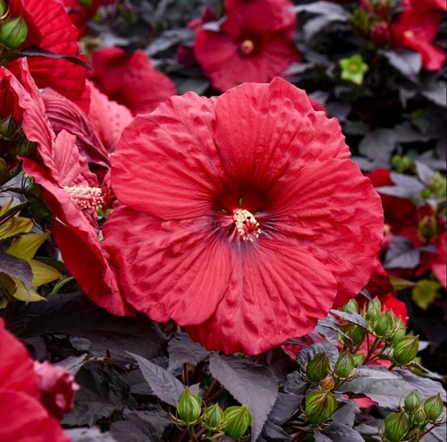Hibiscus Fire and Ice Live Plant - 4-6" Tall - Hardy Shrub - Ship No ...
