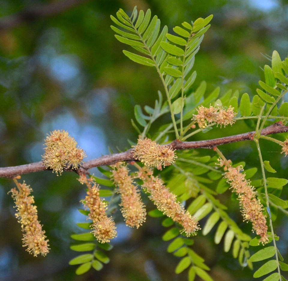 Gleditsia triacanthos var. inermis - Thornless Honey Locust | Shade ...