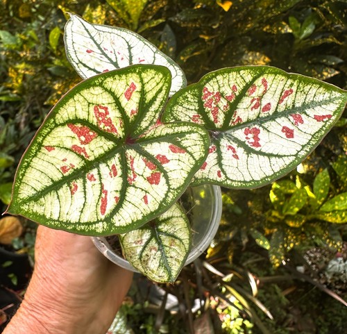 Caladium Established Variegated Aroid Indoor Outdoor Plant Corm | Colly ...