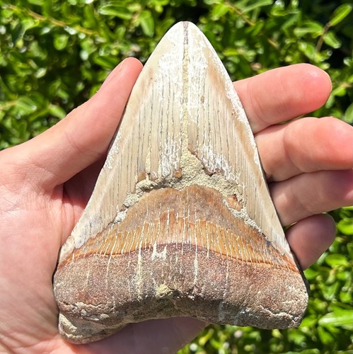 RARE Megalodon Tooth Fossil Baja Mexico 4.79” Shark Tooth Natural Meg ...