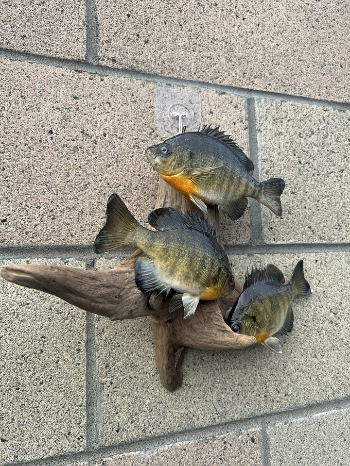 Real Skin Beautiful Sunfish Fish Taxidermy Wall Mount | eBay