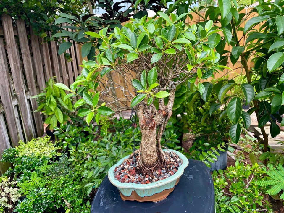 Tiger bark Ficus Bonsai Tree aerial roots 12 years Ariel roots on trunk ...
