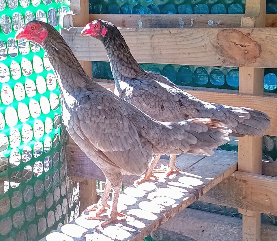 6+ Pure Blue Hennie Asil / Aseel Hatching Eggs Oriental Game Poultry | eBay