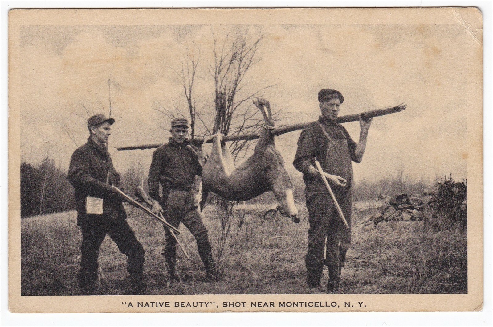 Monticello NY - DEER HUNTING - NATIVE BEAUTY - Postcard Catskills/Rifle ...