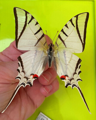 Papilionidae PROTESILAUS PROTESILAUS ssp.DARIENSIS****male Nr. 2 ...
