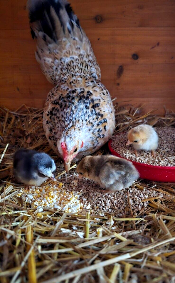 15 NPIP/AI CLEAN SERAMA BANTAM HATCHING EGGS SHOW QUALITY MICRO MINI TEA CUP | eBay