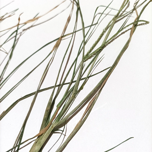 Ayurvedic Dry Paragis Plant 2oz Eleusine Indica Goosegrass Family ...