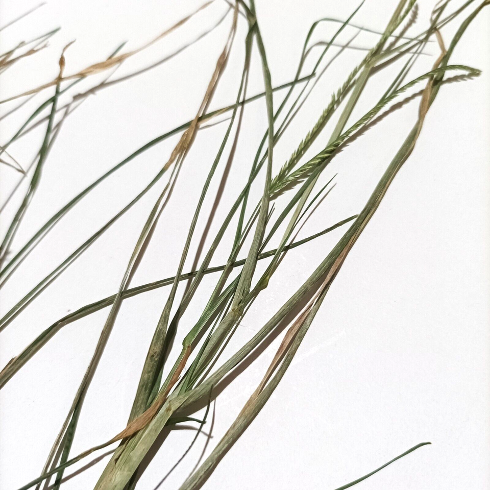 Ayurvedic Dry Paragis Plant 2oz Eleusine Indica Goosegrass Family ...