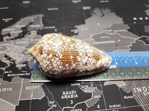 Textile Conus Shell nice Pattern Nature massive 93 mm beautiful ...