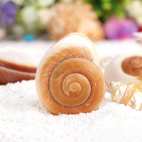 Extra Large Hermit Crab Shells 2 Pack Natural Snail Shells for Large ...