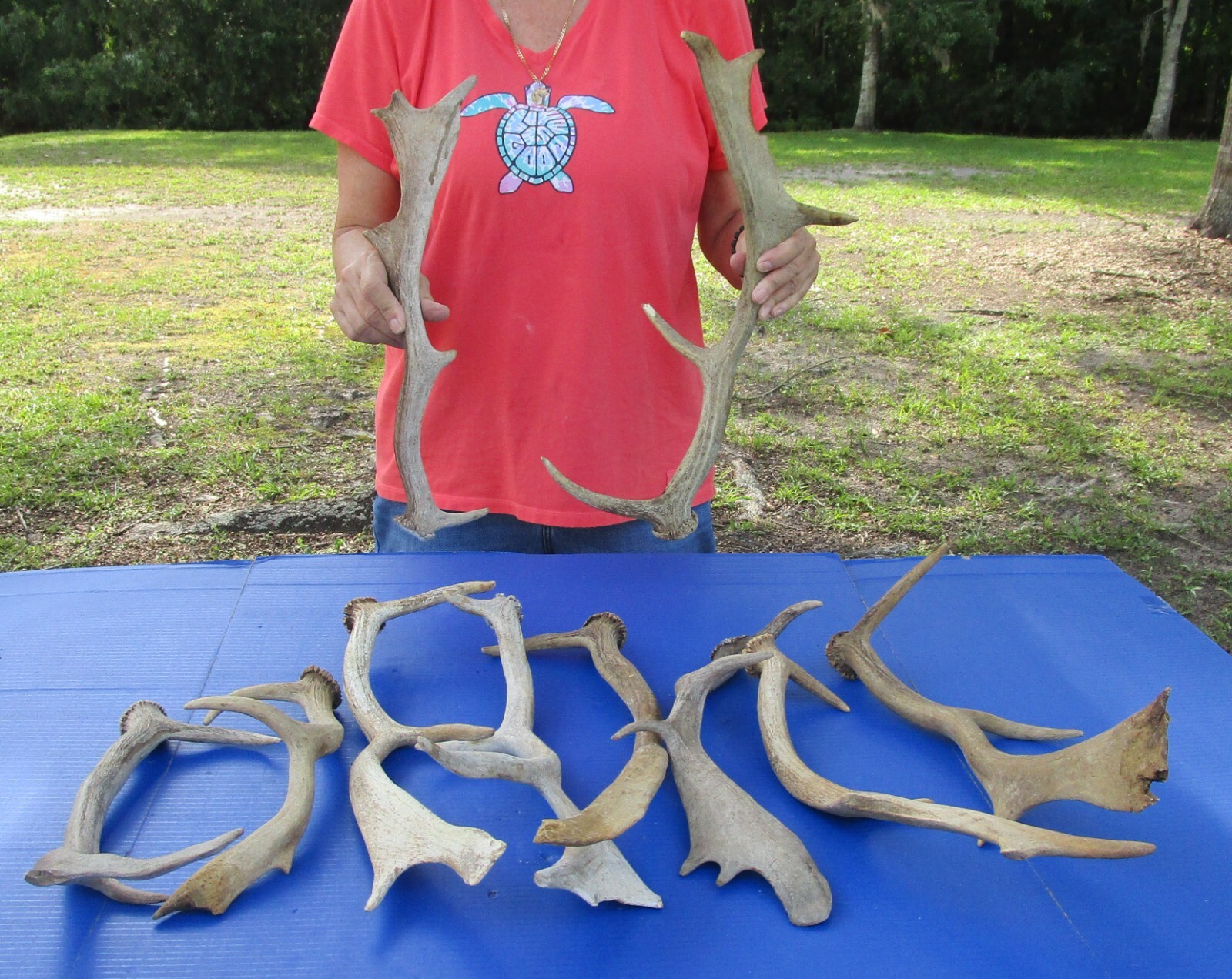 10 piece lot of Fallow Deer Horns - Taxidermy #49594 | eBay