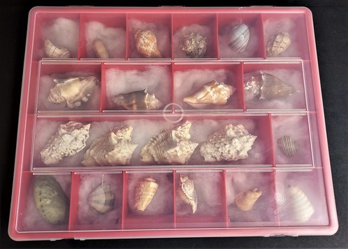 Seashells assortment Lot of 21 Conch Cat's Eye Tulip Olive Scotch Bonnet Shells | eBay
