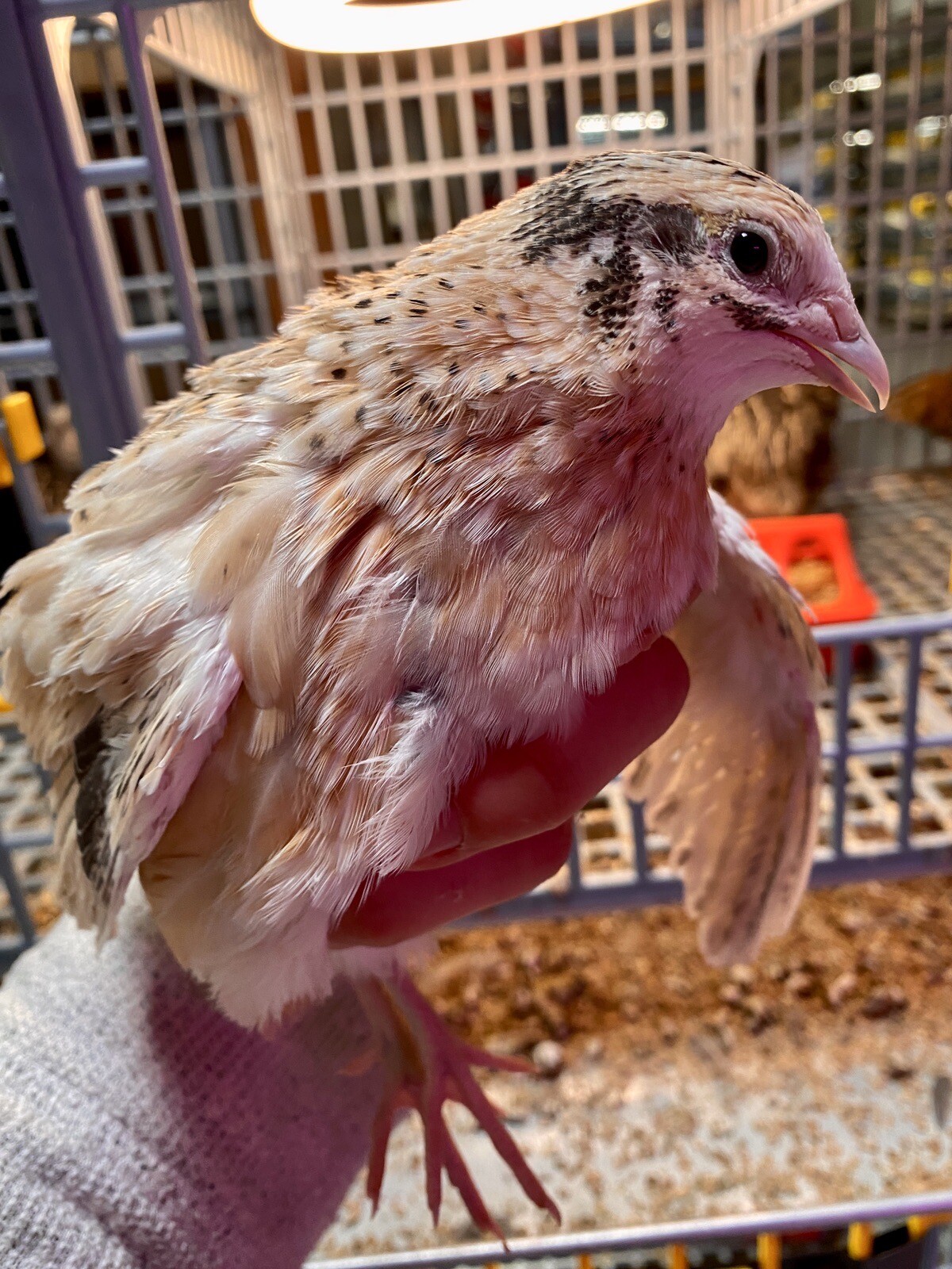 60 Jumbo Fawn (Italian/Manchurian) Coturnix Quail Hatching Eggs-UPS 2nd ...