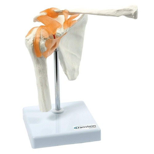 Medical Shoulder Anatomy Model with Functional Ligaments and Removable ...