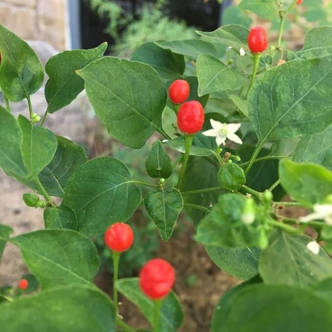 Chiltepin Plants Live in 4 Inch Pot, Pepper Live Plant - 6 to 12 Inc ...