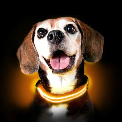 ILLUMINATED Orange Dog Pet Puppy Night Safety COLLAR & LEASH SET USB ...