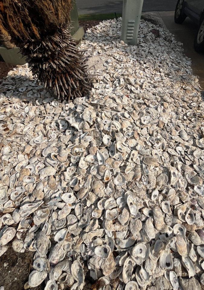 Oyster Shells for Landscaping and Concrete "Tabby Concrete" BULK by the ...