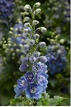 Delphinium Delphina Light Blue White Bee 1,000 seeds | eBay