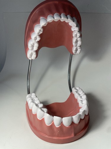 Vtg Large Articulating Dental Display ANATOMICAL MODEL TEETH Mouth ...