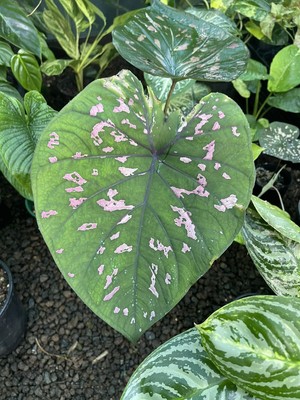 Caladium Clavatum ️ Rare Caladium Collector | eBay