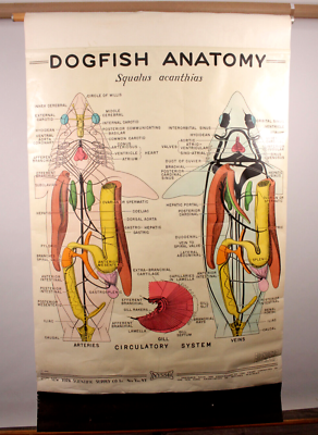 Dogfish Shark Digestive System