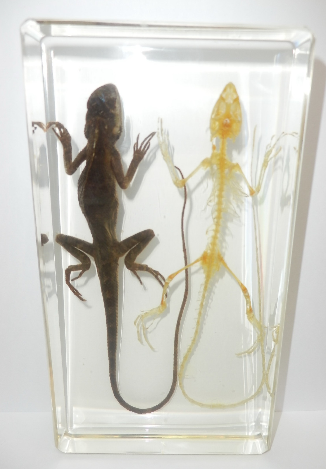 Oriental Garden Lizard Calotes versicolor + Skeleton Clear Set Learning ...